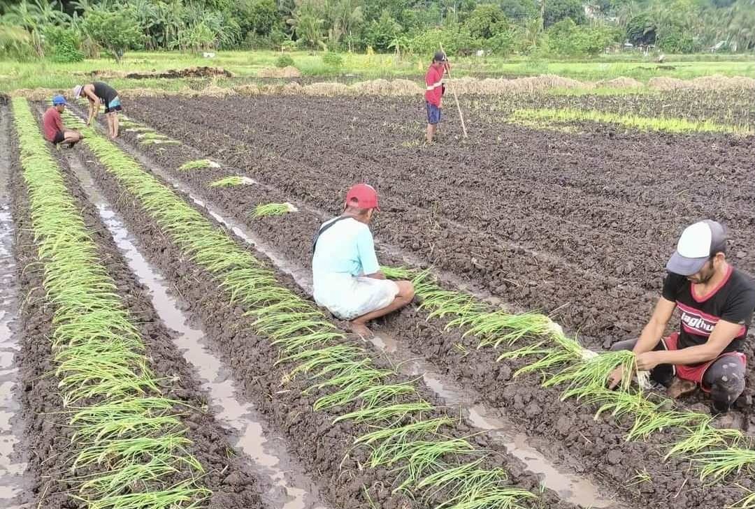 Matinding Init, Pasakit sa mga Magsasaka ng Pangil, Laguna | Los Baños Times