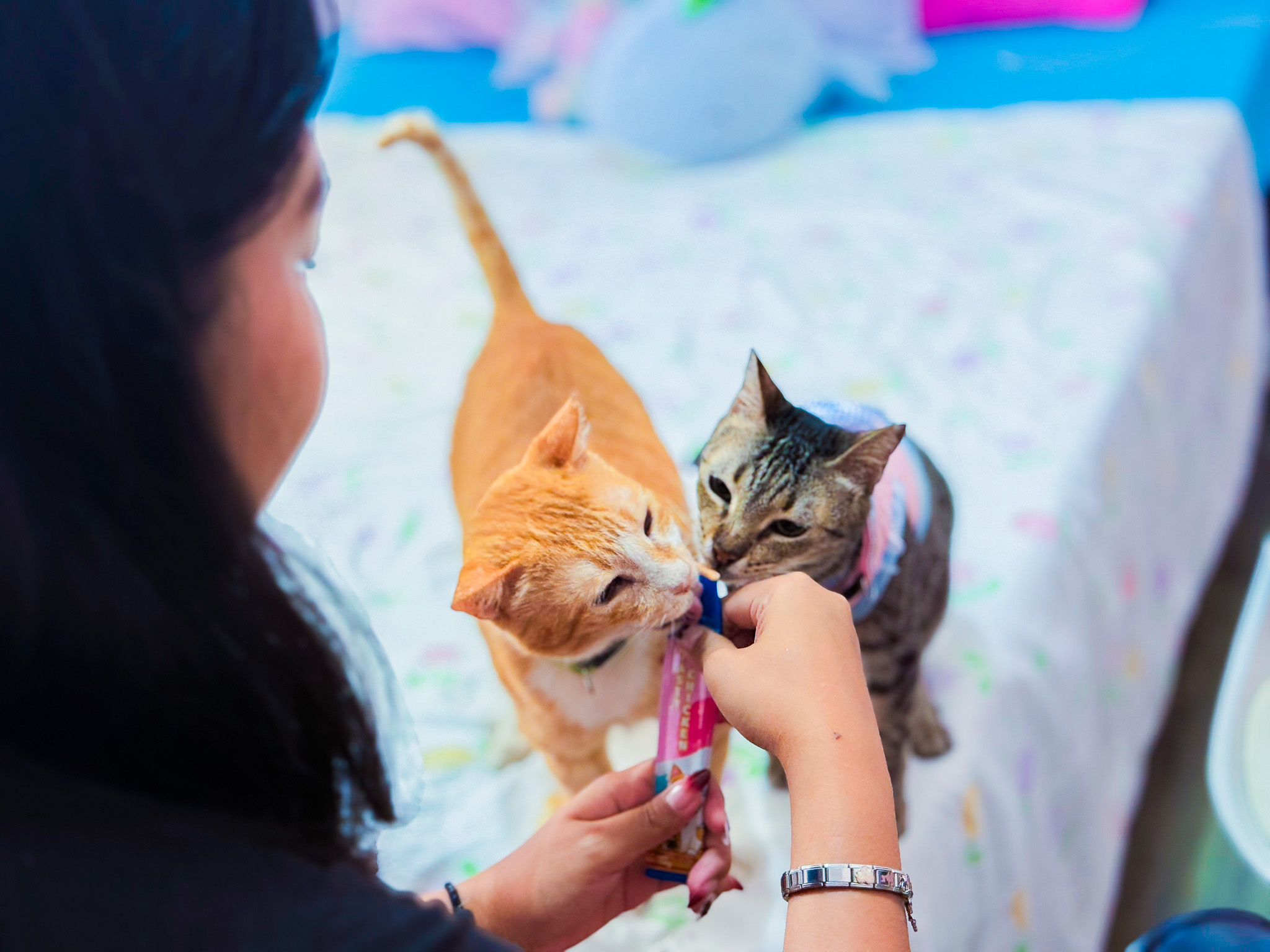 Mula lansangan tungong tahanan: Pangangalaga sa cats of UPLB | Los ...